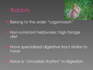 Lagomorphs & Rodents | PPT