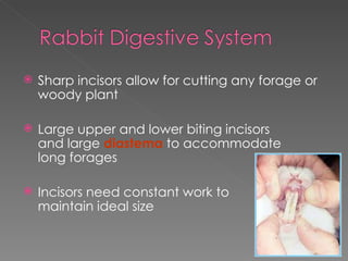 Lagomorphs & Rodents | PPT