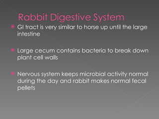 Lagomorphs & Rodents | PPT