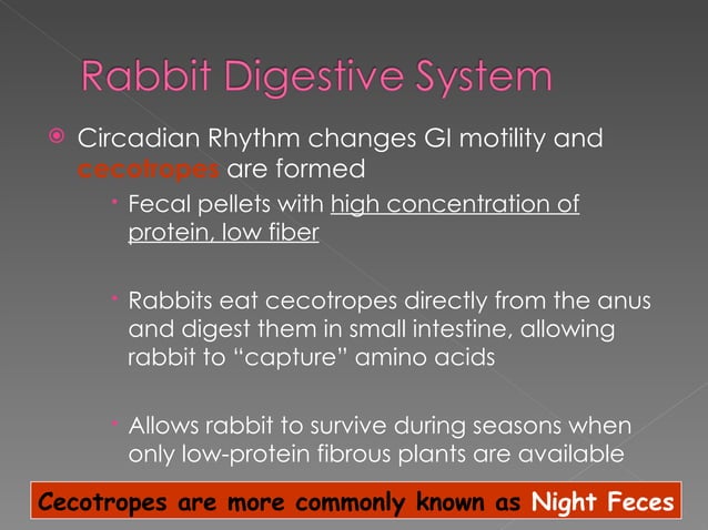 Lagomorphs & Rodents | PPT