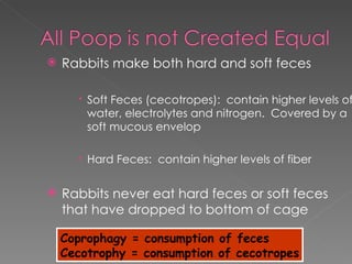 Lagomorphs & Rodents | PPT