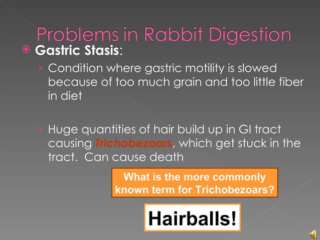 Lagomorphs & Rodents | PPT