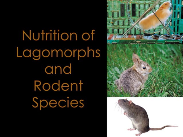 Session 15 lagomorphs_and_rodents | PPT