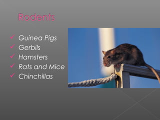 Session 15 lagomorphs_and_rodents | PPT