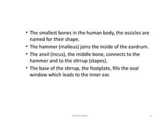 Structure and Functions of the human Ear | PPTX