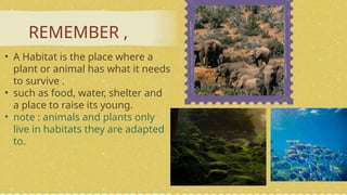 Understanding Adaptations: How Animals and Plants Survive in Their ...