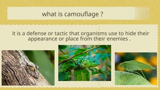 Understanding Adaptations: How Animals and Plants Survive in Their ...