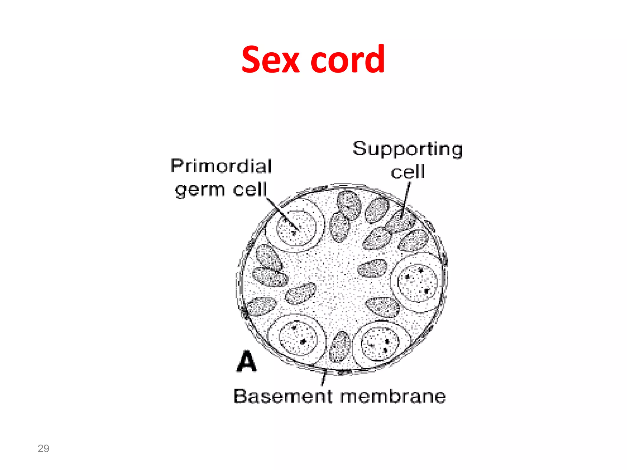 Reproductive system lecture 2 | PPTX | Reproductive Health | Diseases ...