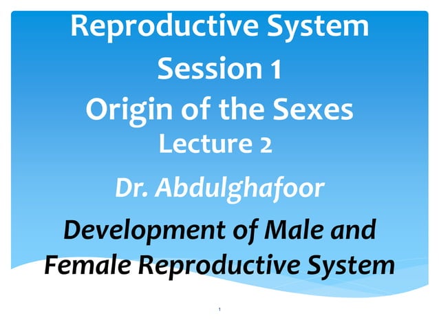 Reproductive System Lecture 2 Ppt 