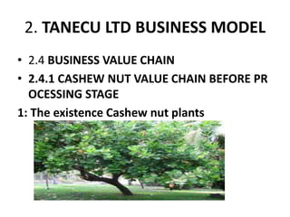 Tanecu cashew nut value chain | PPTX