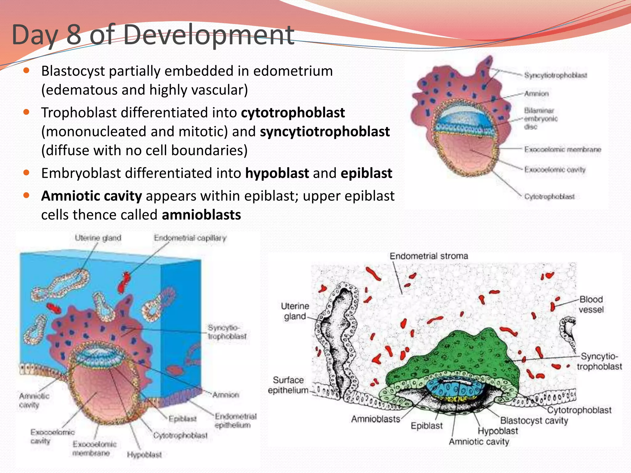 Embryology Course II - 2nd and 3rd Weeks of Development | PPTX