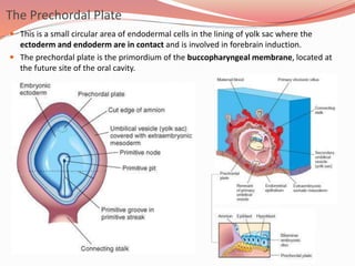 Embryology Course II - 2nd and 3rd Weeks of Development | PPTX