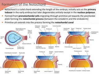 Embryology Course II - 2nd and 3rd Weeks of Development | PPTX
