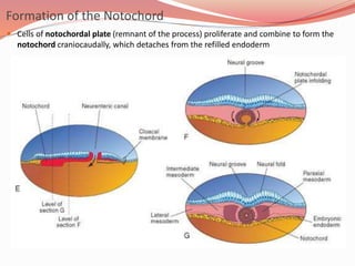 Embryology Course II - 2nd and 3rd Weeks of Development | PPTX