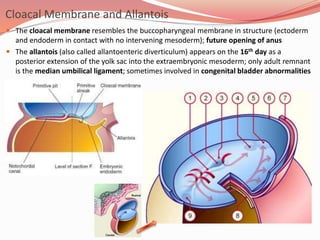 Embryology Course II - 2nd and 3rd Weeks of Development | PPTX