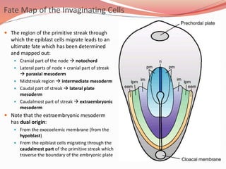 Embryology Course II - 2nd and 3rd Weeks of Development | PPTX