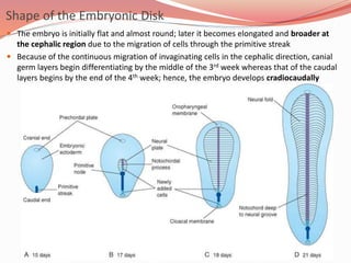 Embryology Course II - 2nd and 3rd Weeks of Development | PPTX