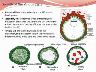 Embryology Course II - 2nd and 3rd Weeks of Development | PPTX