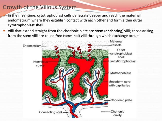 Embryology Course II - 2nd and 3rd Weeks of Development | PPTX ...