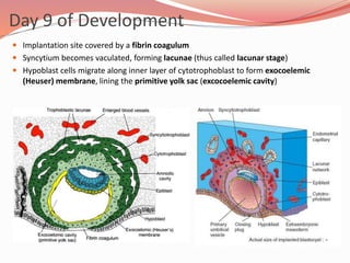 Embryology Course II - 2nd and 3rd Weeks of Development | PPTX