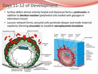 Embryology Course II - 2nd and 3rd Weeks of Development | PPTX