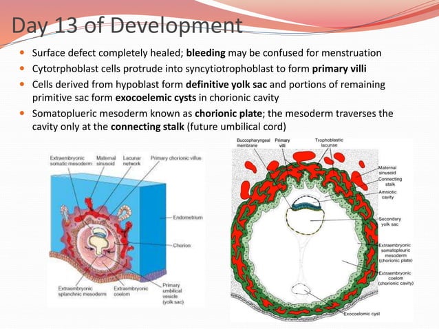 Embryology Course II - 2nd and 3rd Weeks of Development | PPTX ...