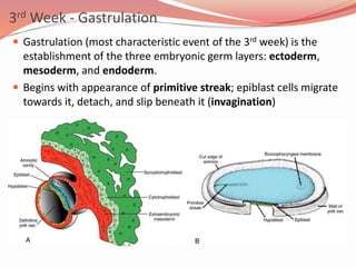Embryology Course II - 2nd and 3rd Weeks of Development | PPTX