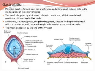 Embryology Course II - 2nd and 3rd Weeks of Development | PPTX
