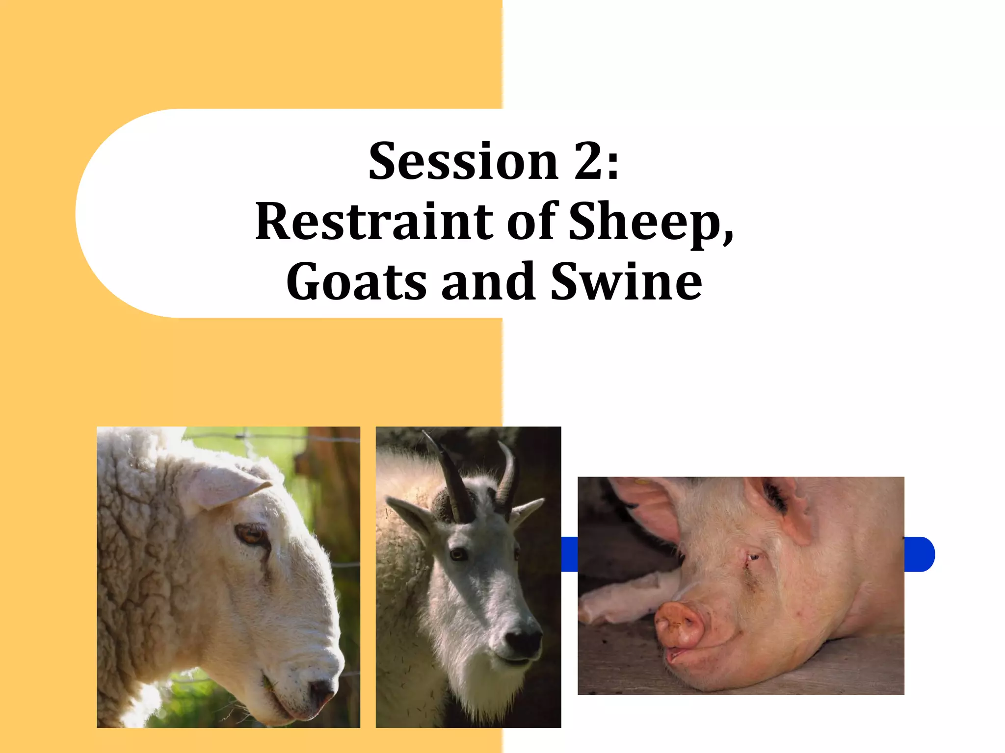 Session 2 Restraint Principles Sheep | PDF
