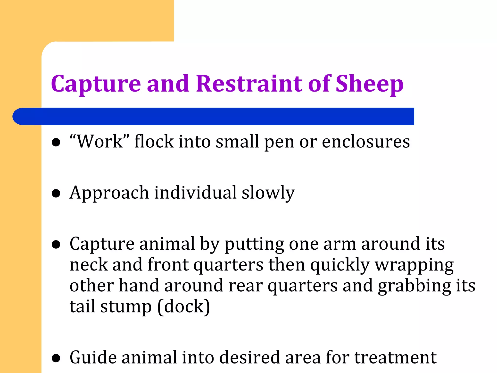 Session 2 Restraint Principles Sheep | PDF