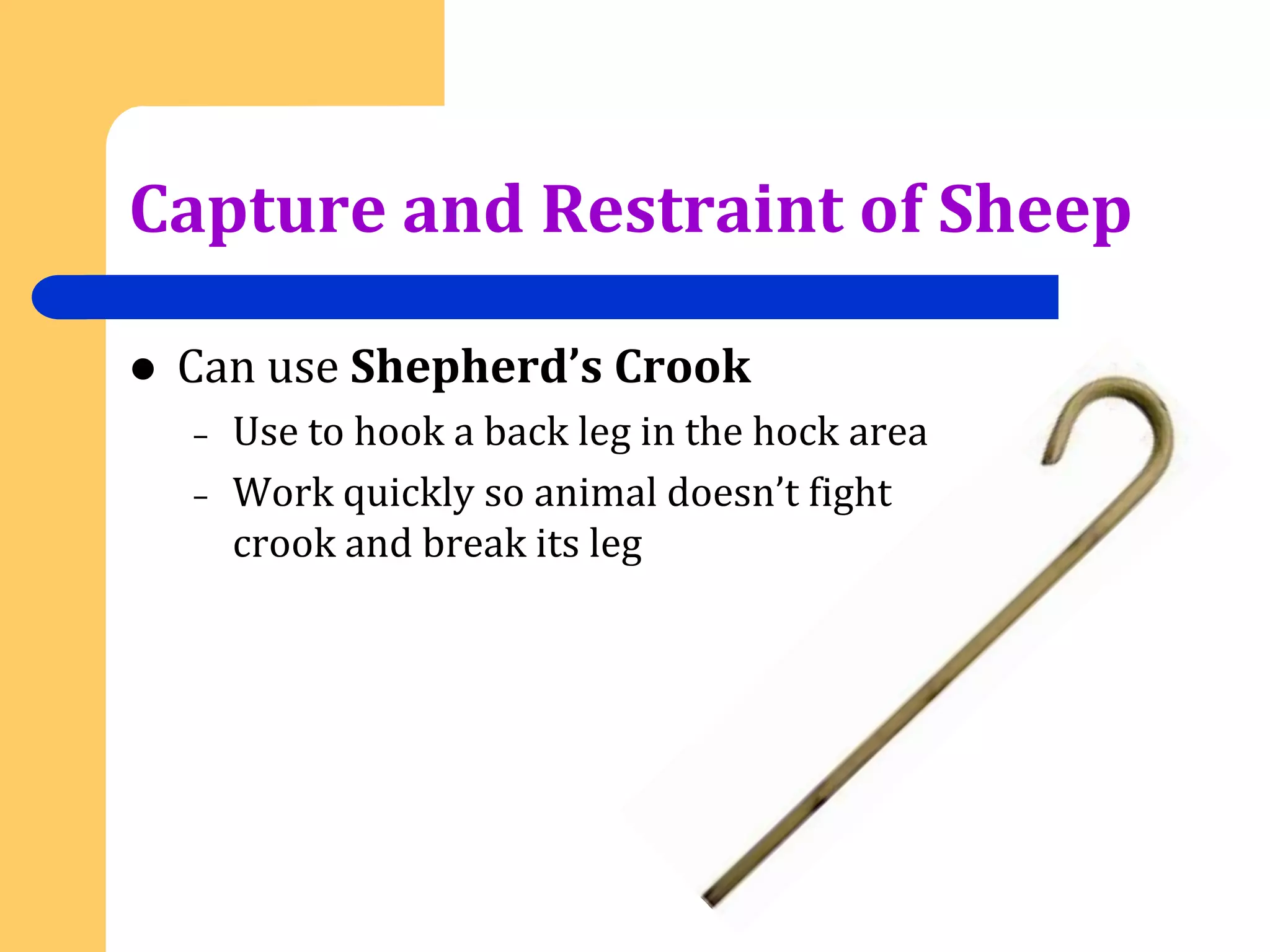 Session 2 Restraint Principles Sheep | PDF