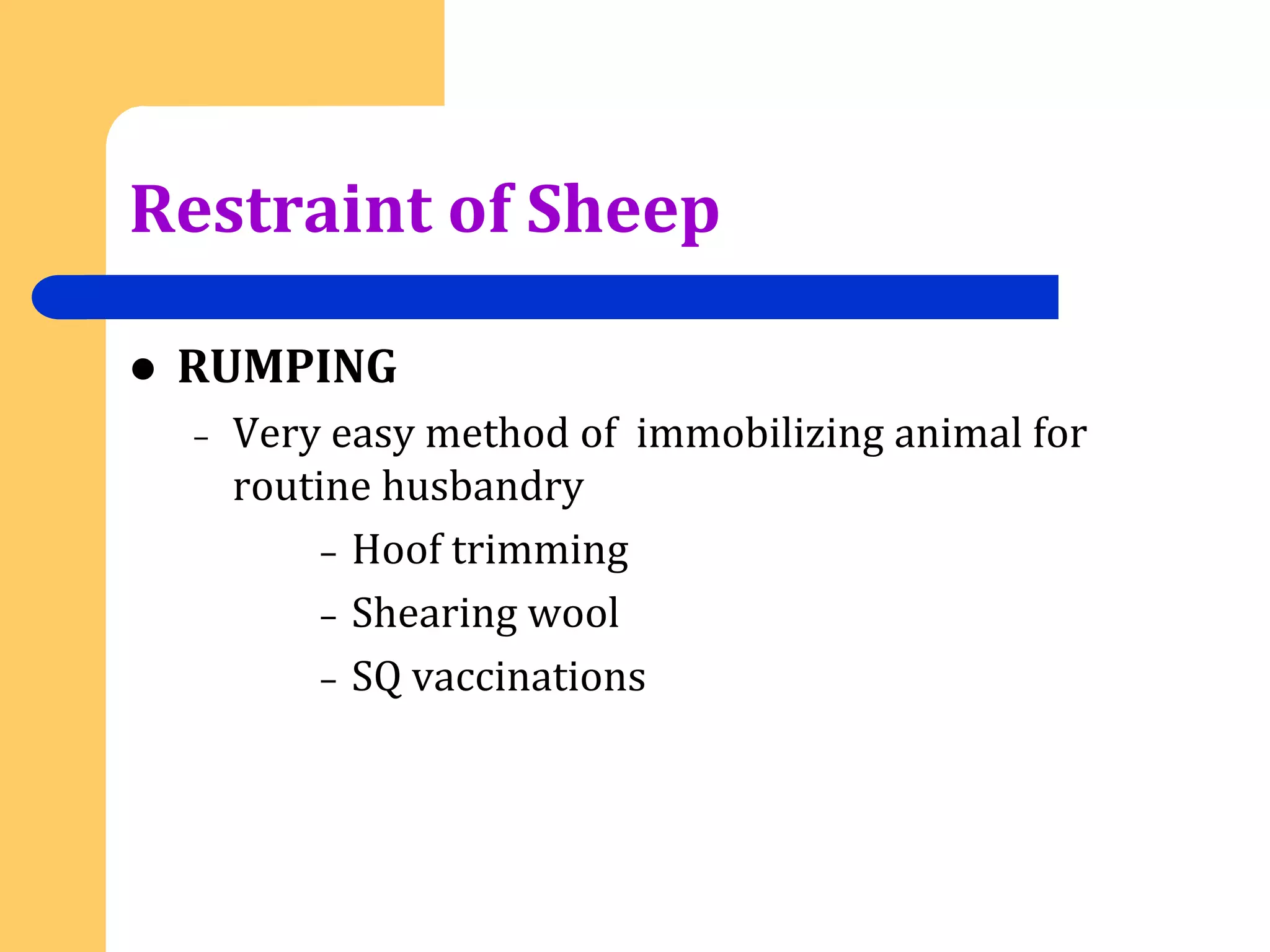 Session 2 Restraint Principles Sheep | PDF