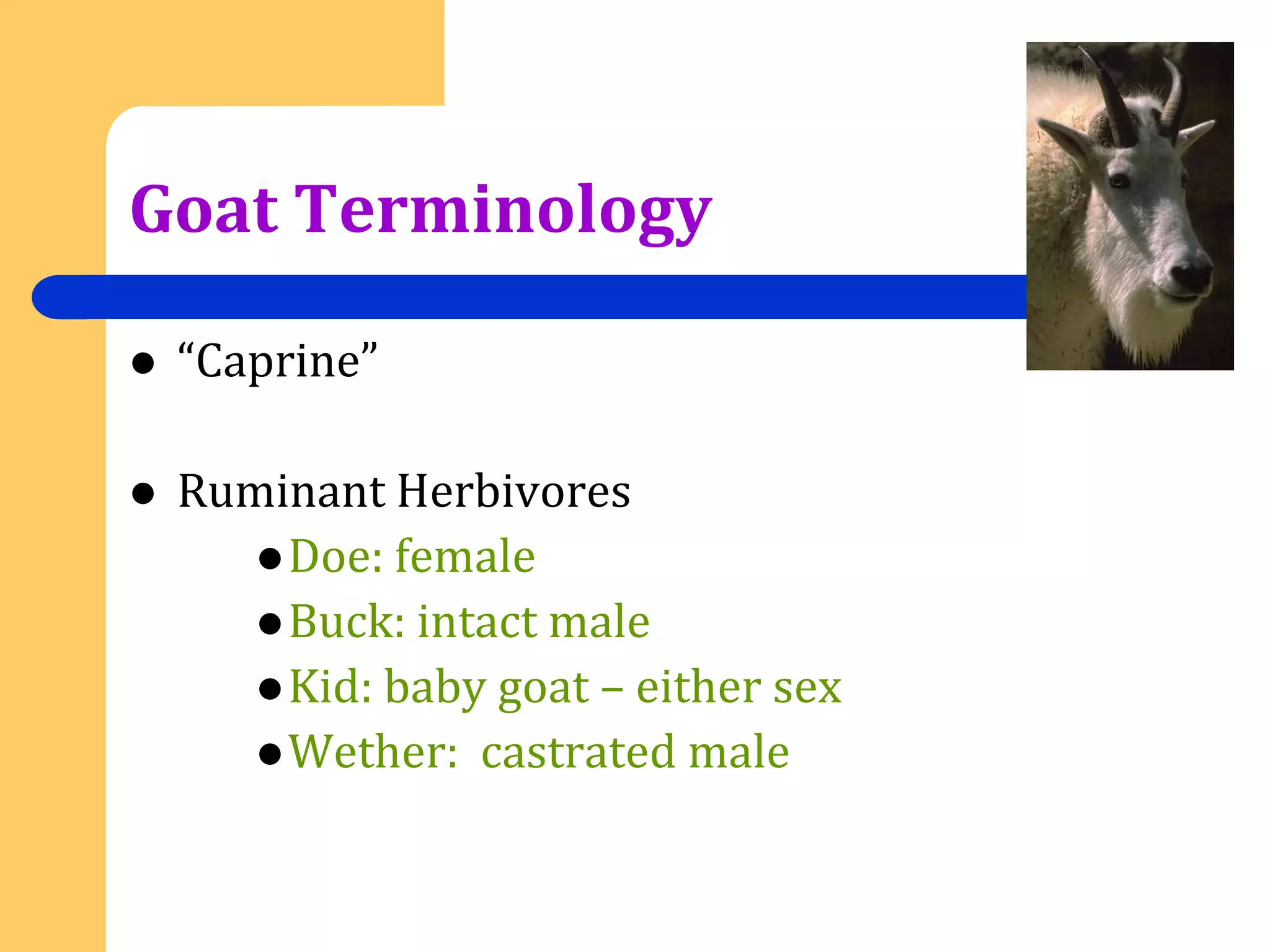 Session 2 Restraint Principles Sheep | PDF