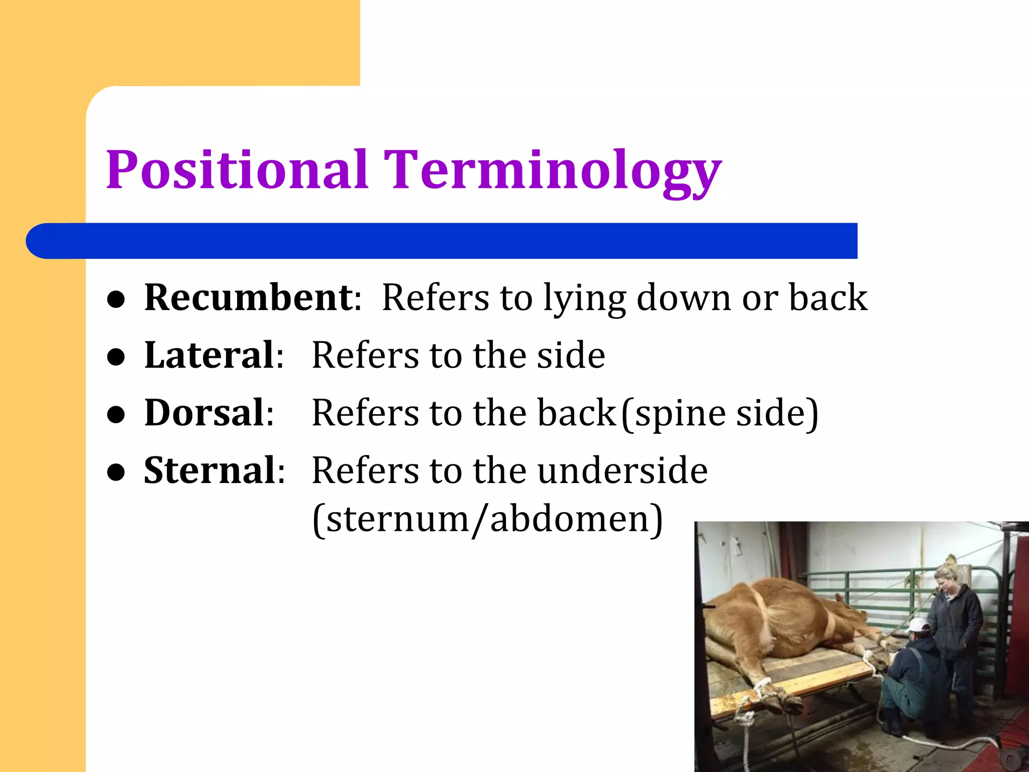 Session 2 Restraint Principles Sheep | PDF
