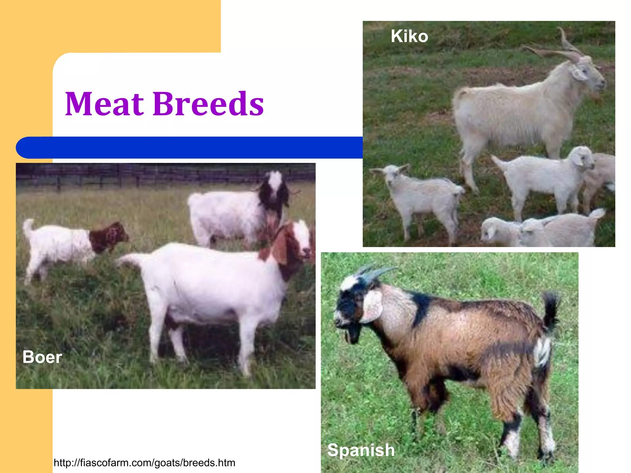 Session 2 Restraint Principles Sheep | PDF