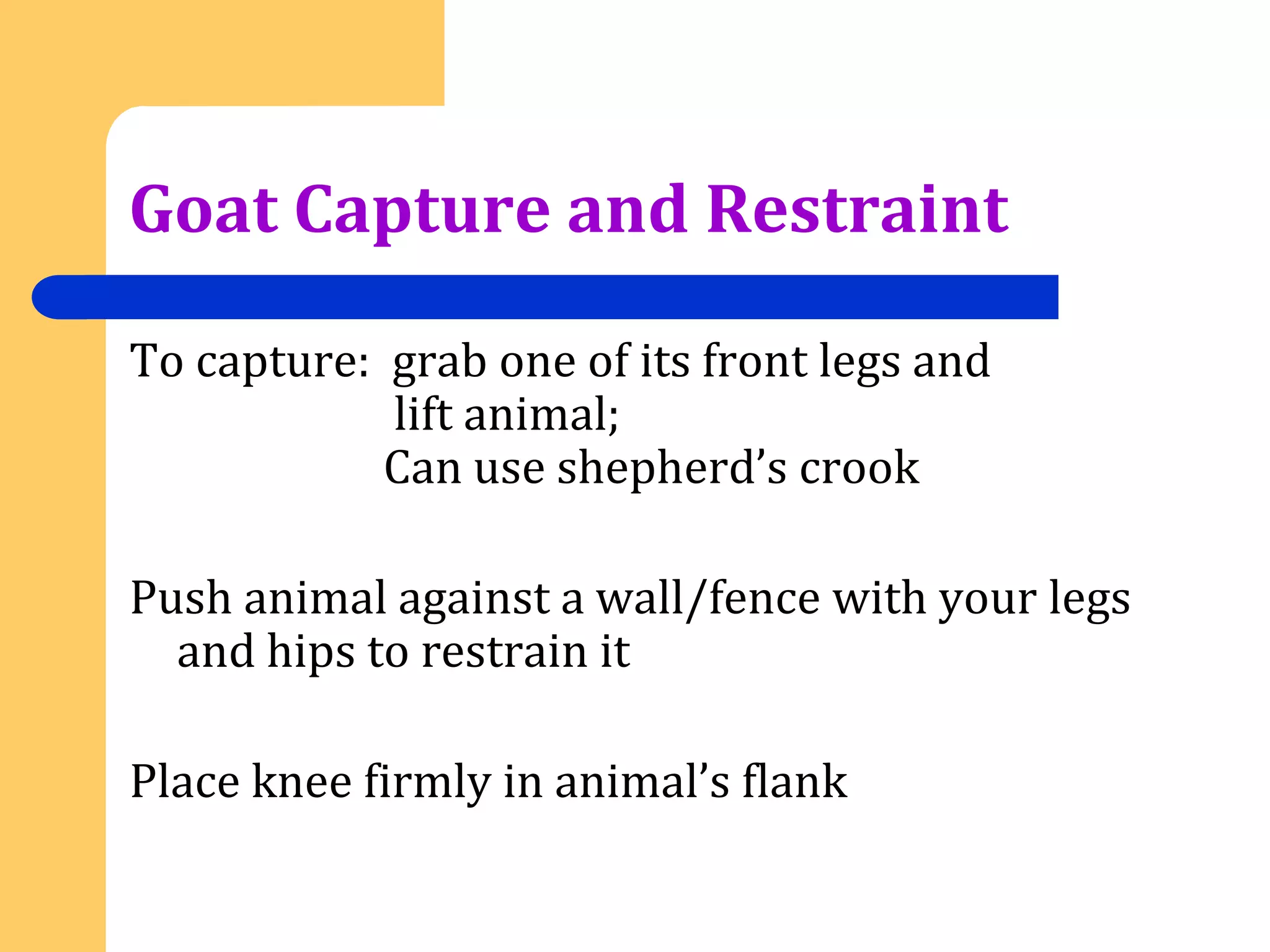 Session 2 Restraint Principles Sheep | PDF