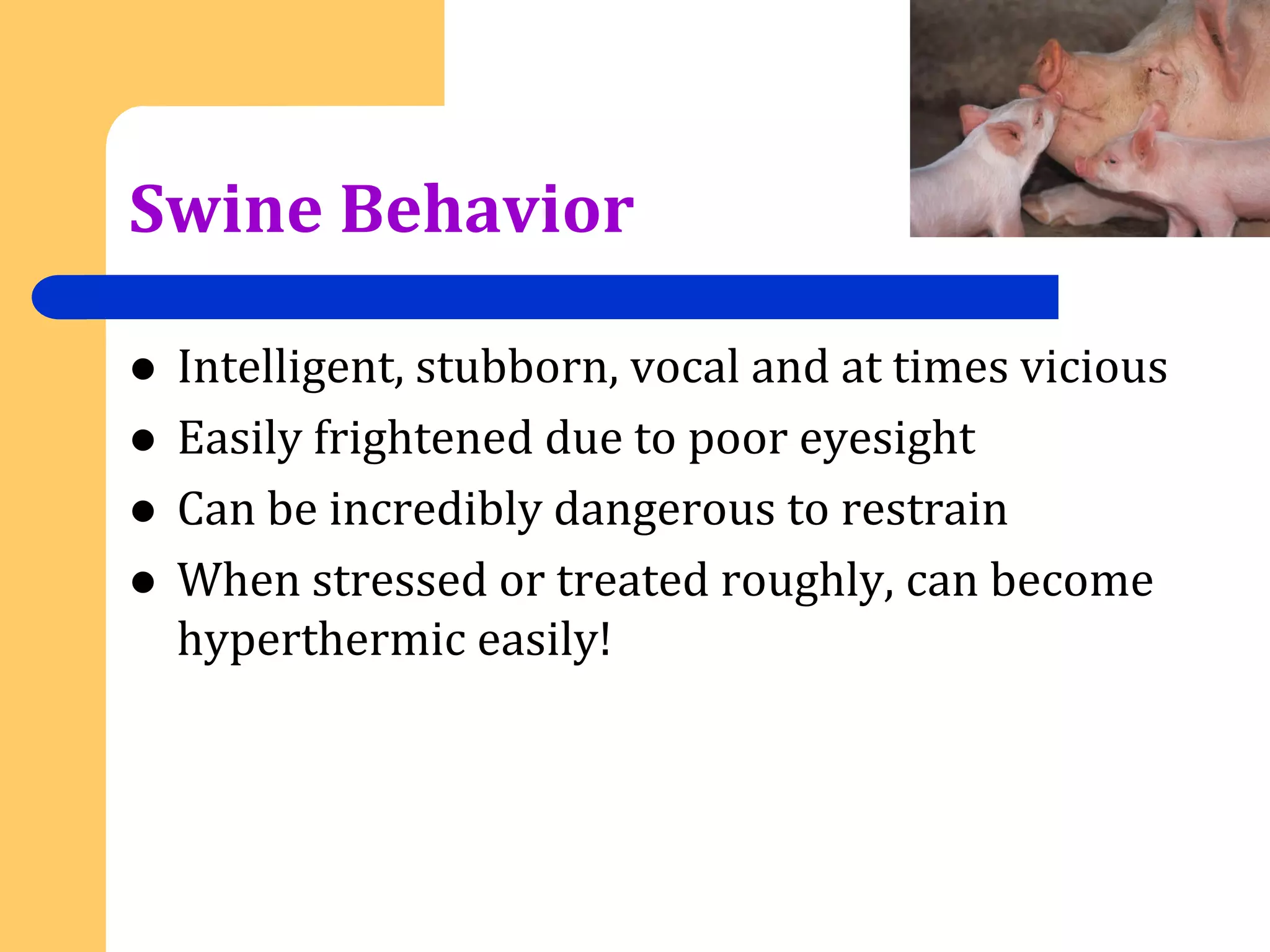 Session 2 Restraint Principles Sheep | PDF