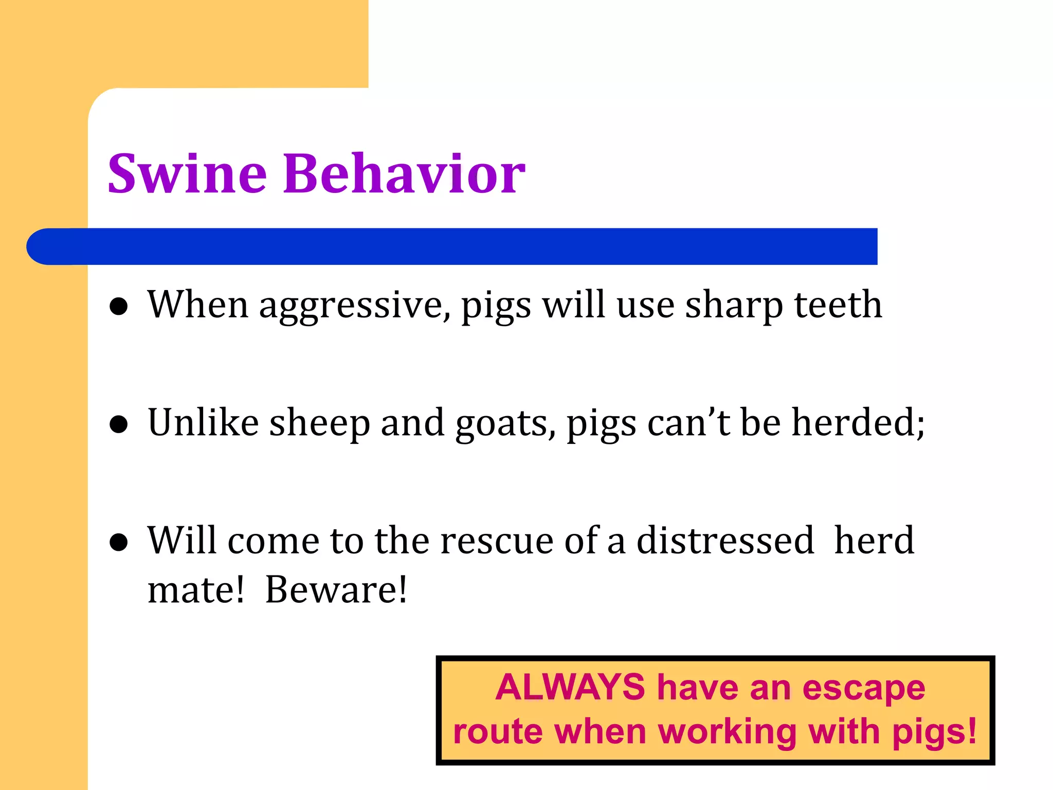 Session 2 Restraint Principles Sheep | PDF