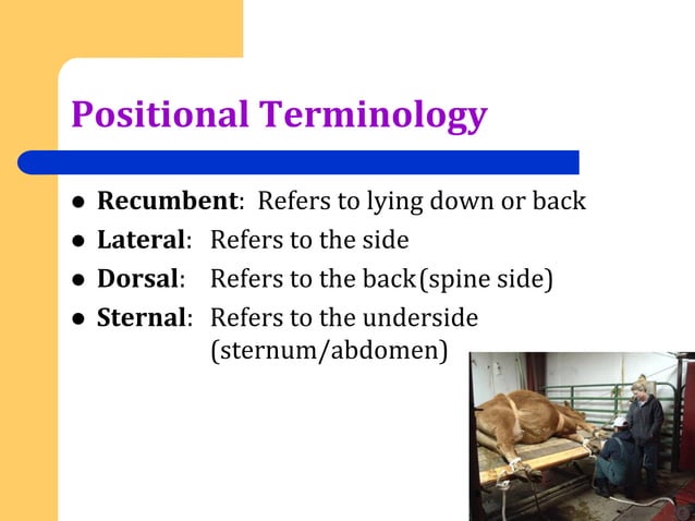 Session 2 Restraint Principles Sheep | PDF