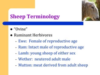 Session 2 Restraint Principles Sheep | PDF