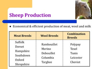 Session 2 Restraint Principles Sheep | PDF