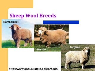 Session 2 Restraint Principles Sheep | PDF