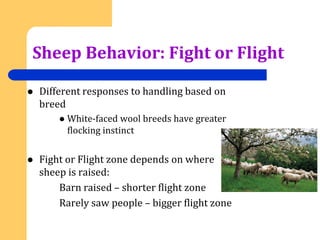 Session 2 Restraint Principles Sheep | PDF
