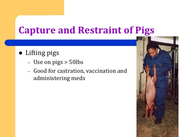 Session 2 Restraint Principles Sheep