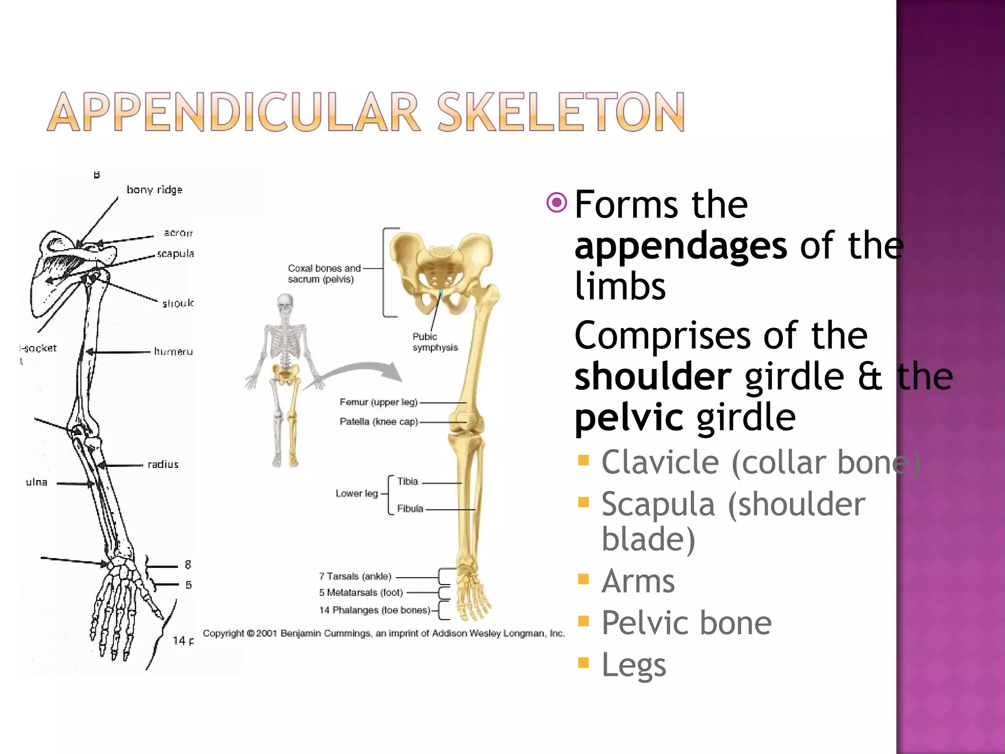 Session 2 skeletal system | PPT