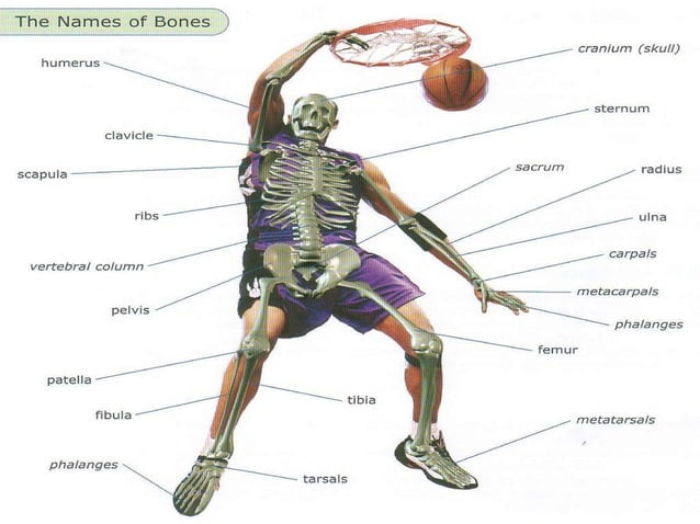 Session 2 skeletal system | PPT