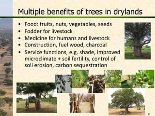 Session 3.3 potential of fruit trees in the drylands katja | PPT