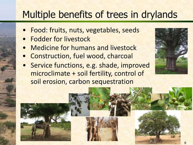 Session 3.3 potential of fruit trees in the drylands katja | PPT
