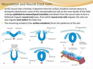 Embryology Course III - 3rd to 8th Weeks of Development | PPTX