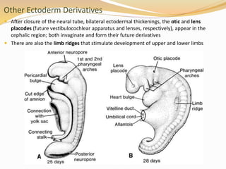 Embryology Course III - 3rd to 8th Weeks of Development | PPTX